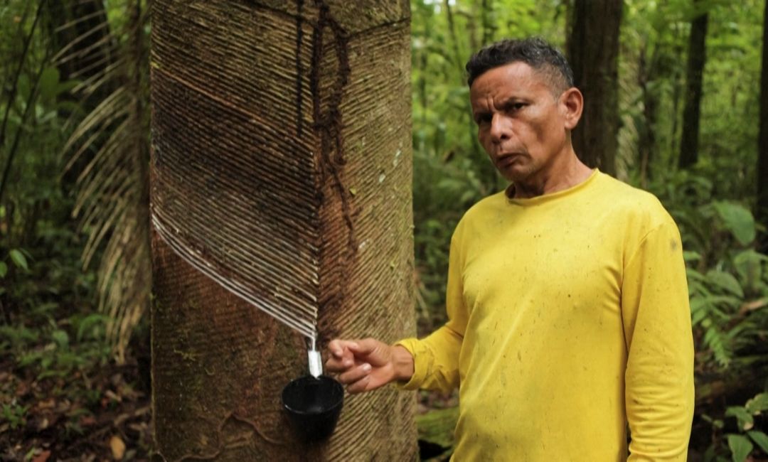 Tradição amazônica ajuda na preservação da floresta - PIXTV