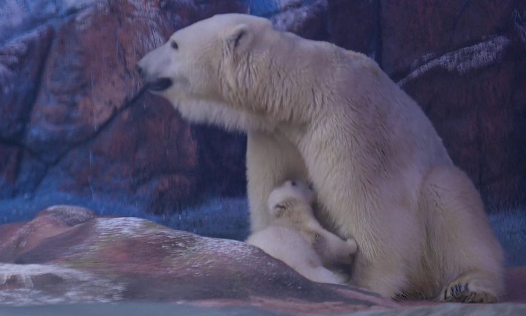 Primeira ursa polar nascida na América Latina é apresentada ao público ...